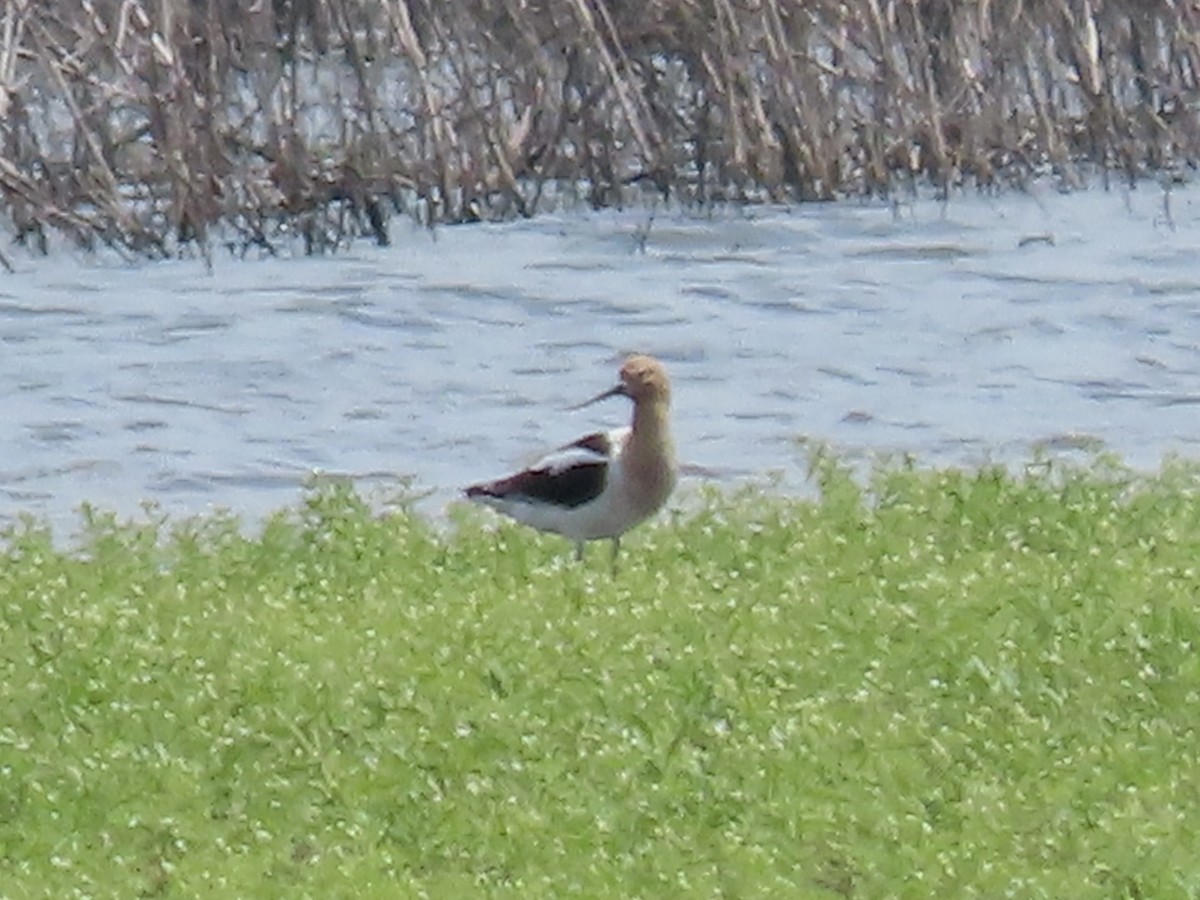 eBird Checklist - 27 Apr 2024 - Tennessee NWR--Duck River Unit--Refuge ...