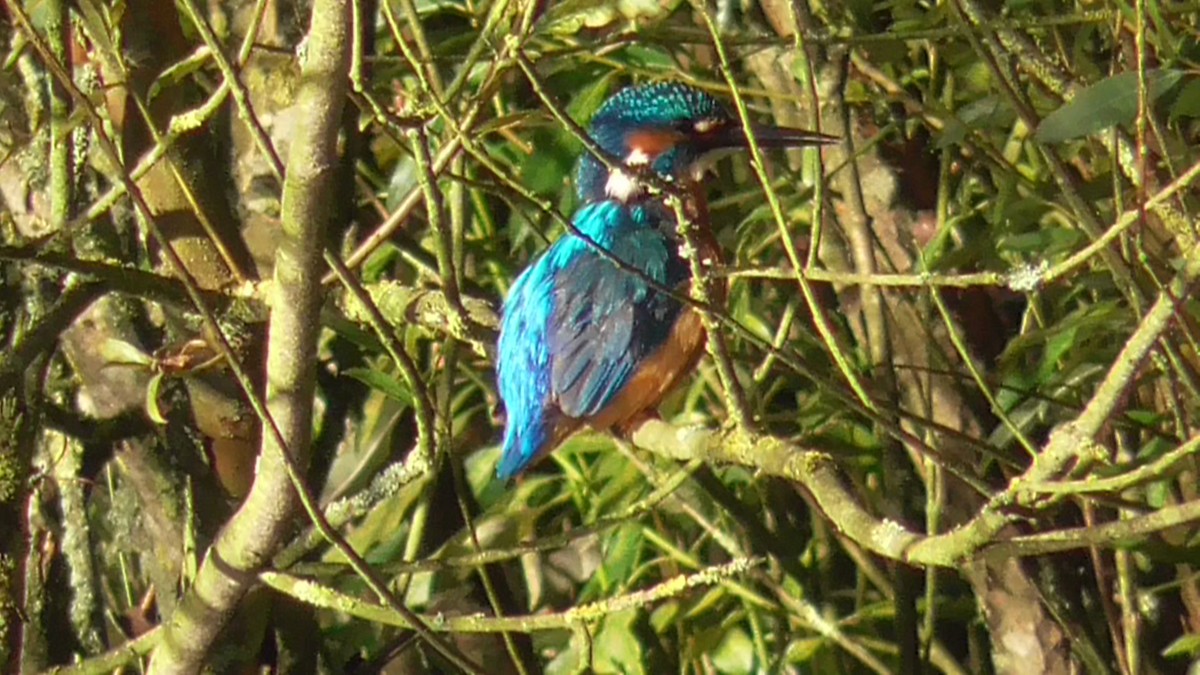 eBird Checklist - 29 Aug 2020 - Chatterley Whitfield, Staffordshire ...