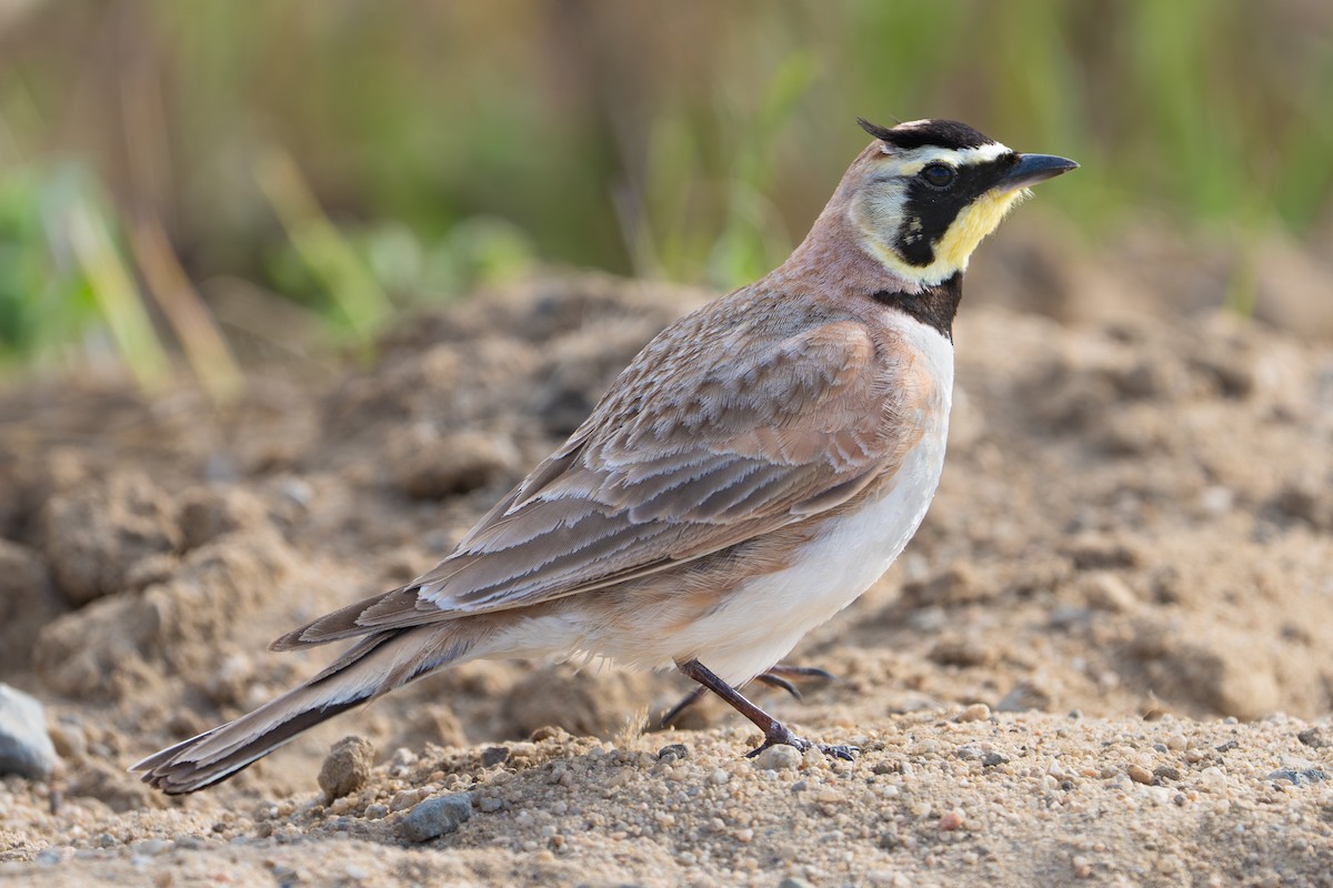 eBird Checklist - 27 Apr 2024 - Lark Bunting stake-out 2023-2024 (use only for birds at this ...