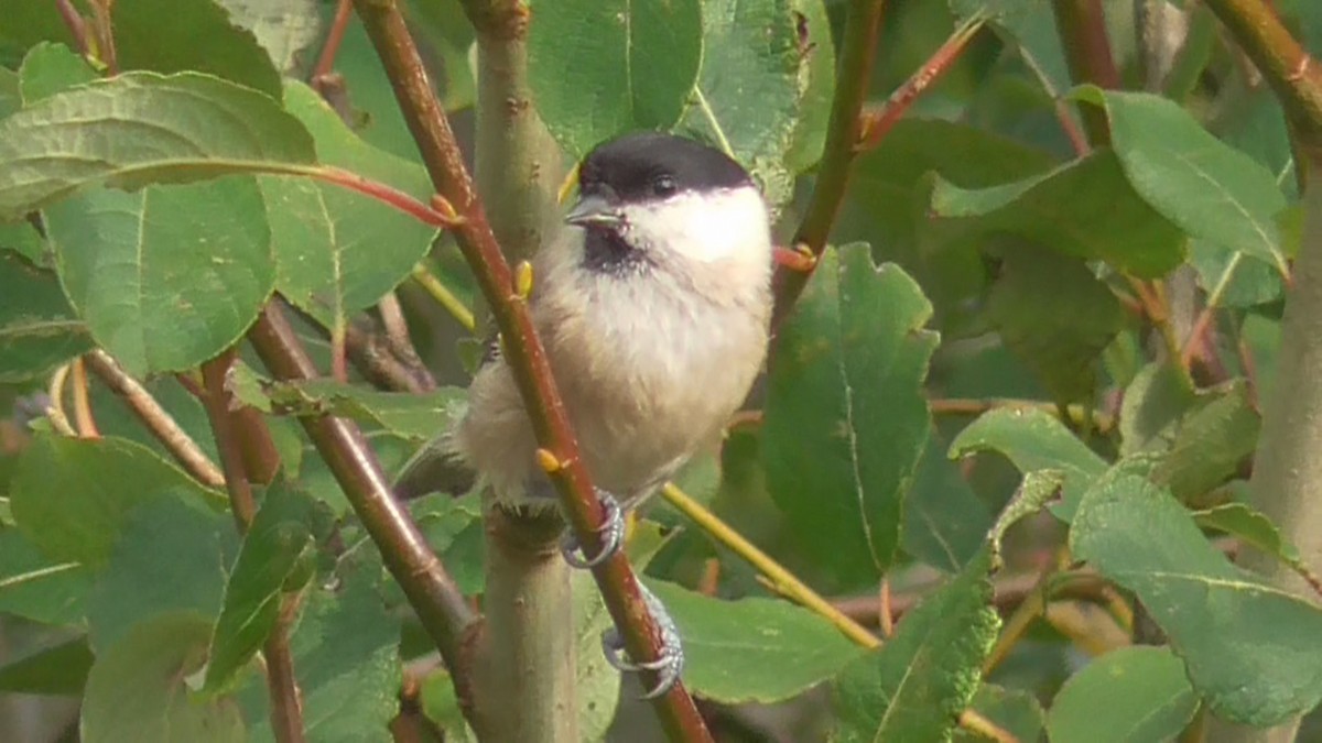 eBird Checklist - 22 Sep 2020 - Heathcote Pit, Chatterley Whitfield ...