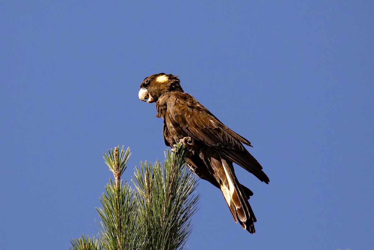 eBird Checklist - 9 Mar 2024 - Rose Retreat, Jerangle - Private ...