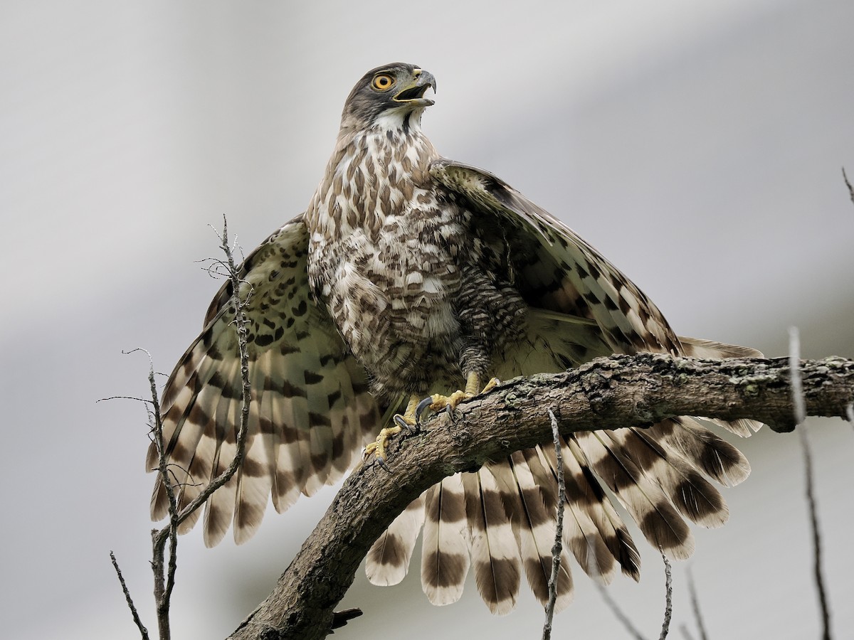 Taiwan Bird Atlas Checklist - 28 Apr 2024 - 台南--永康祥合公園 - 26 species (+2 ...