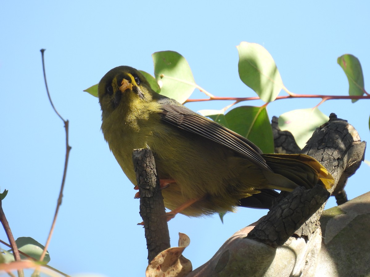eBird Checklist - 28 Apr 2024 - La Trobe University Bundoora--Nangak ...