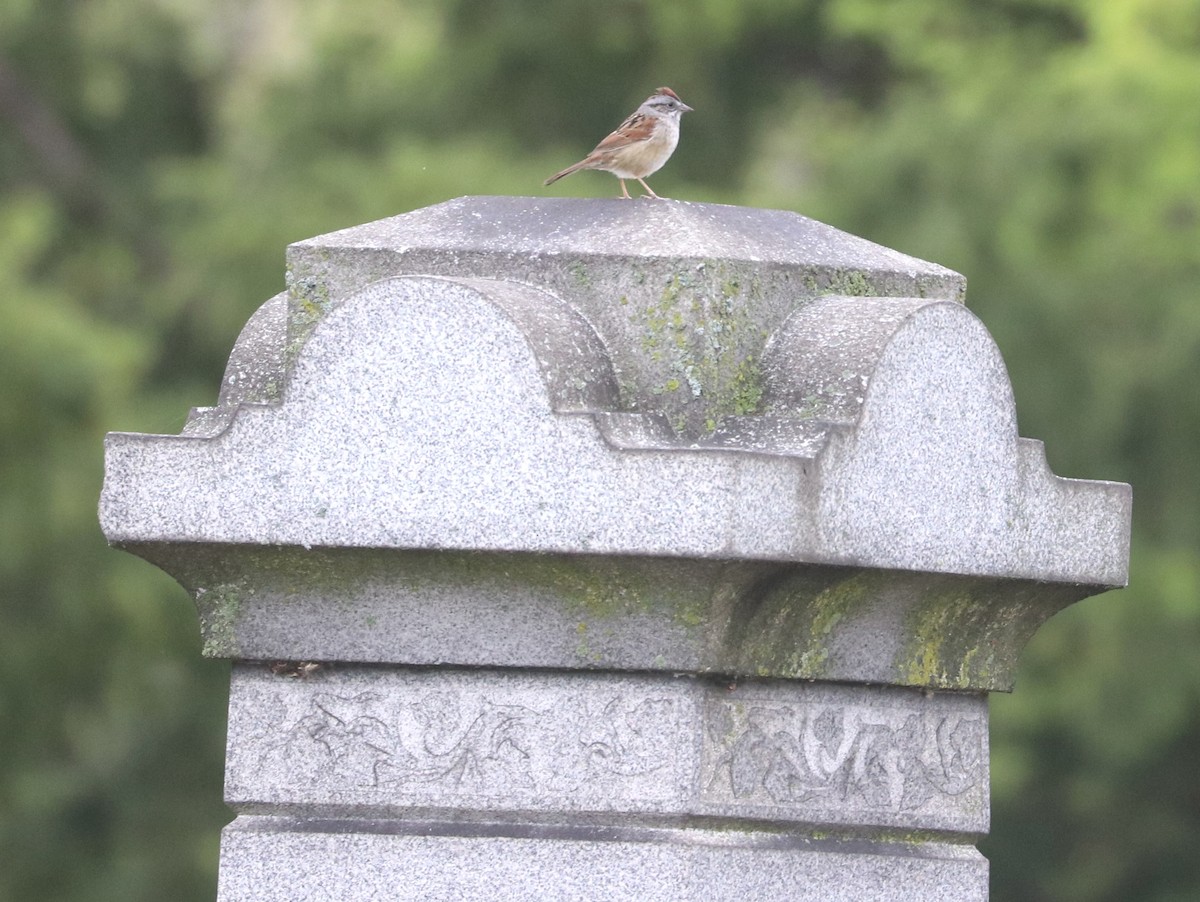 ML618072995 - Swamp Sparrow - Macaulay Library