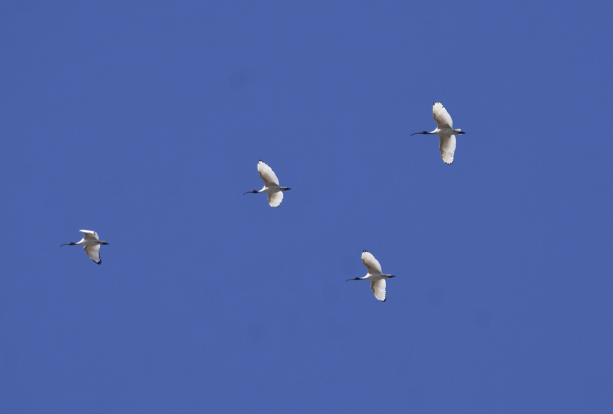 eBird Checklist - 26 Apr 2024 - Boosey Creek, Katamatite - 12 species