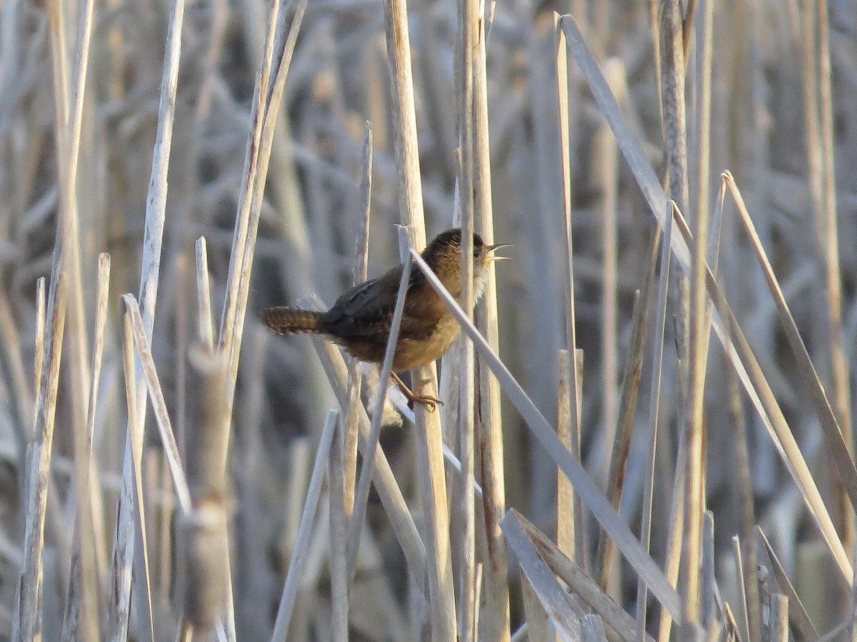 eBird Checklist - 28 Apr 2024 - Taylor Bait Farm - 46 species