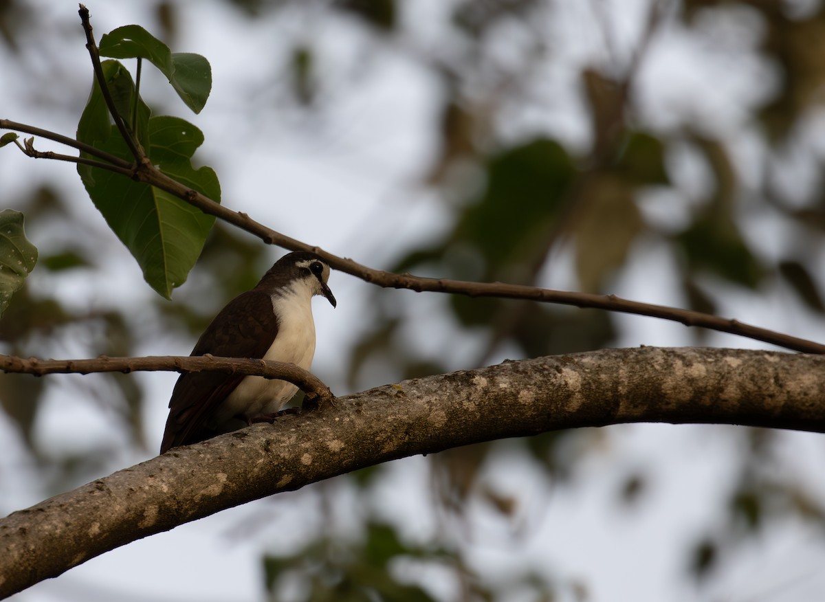 eBird Checklist - 19 Nov 2023 - Wondo Genet - 36 species