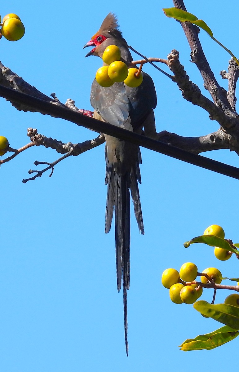 eBird Checklist - 16 Apr 2024 - False Bay Nature Reserve - Rondevlei ...