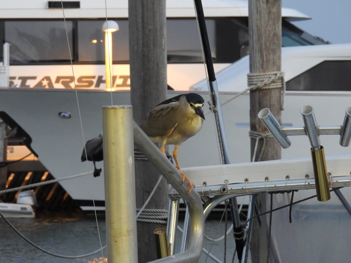 eBird Checklist - 28 Apr 2024 - Haulover Park & Beach - 19 species