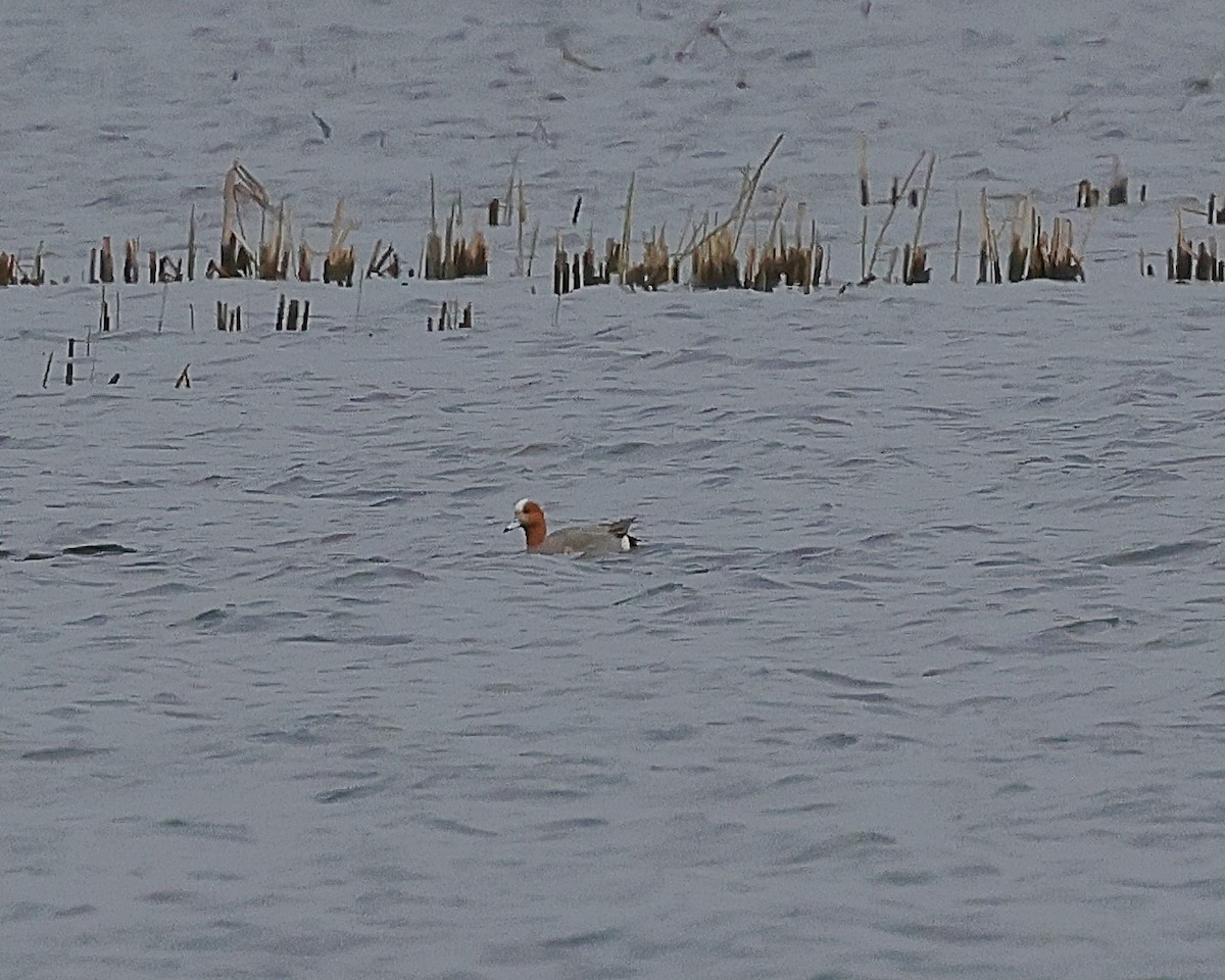 eBird Checklist - 28 Apr 2024 - Perch River WMA--Vaadi Rd. - 23 species