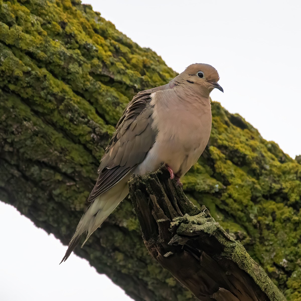 eBird Checklist - 28 Apr 2024 - Prairie Queen RA - 34 species