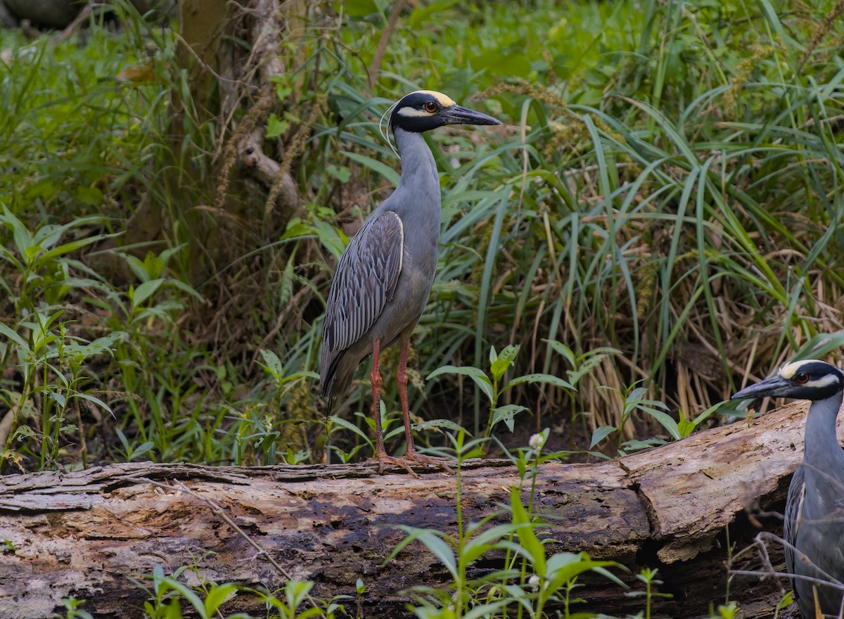 eBird Checklist - 27 Apr 2024 - Matagorda County Birding Nature Ctr ...