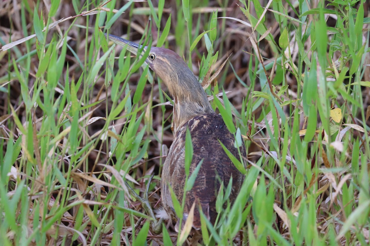eBird Checklist - 28 Apr 2024 - Corkscrew Regional Ecosystem Watershed ...