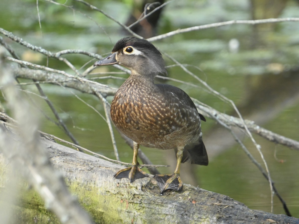 eBird Checklist - 28 Apr 2024 - Crabtree Creek Wetland--West of Raleigh ...