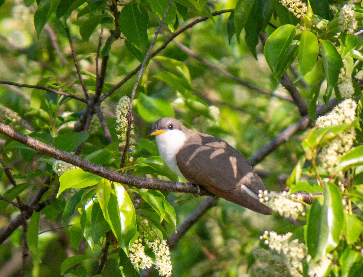 eBird Checklist - 28 Apr 2024 - Pleasure House Point Natural Area - 42 ...