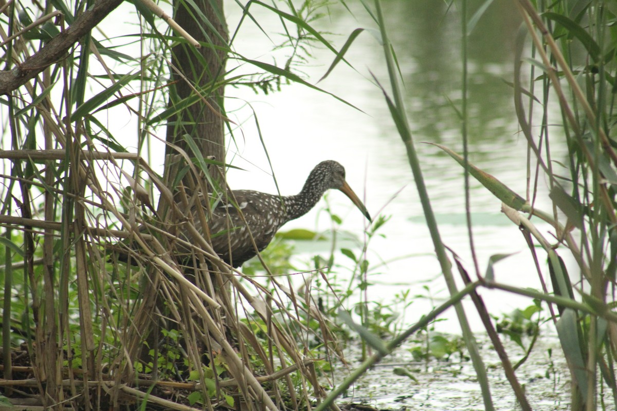 eBird Checklist - 28 Apr 2024 - Sheldon Lake SP--Garrett Rd - 8 species