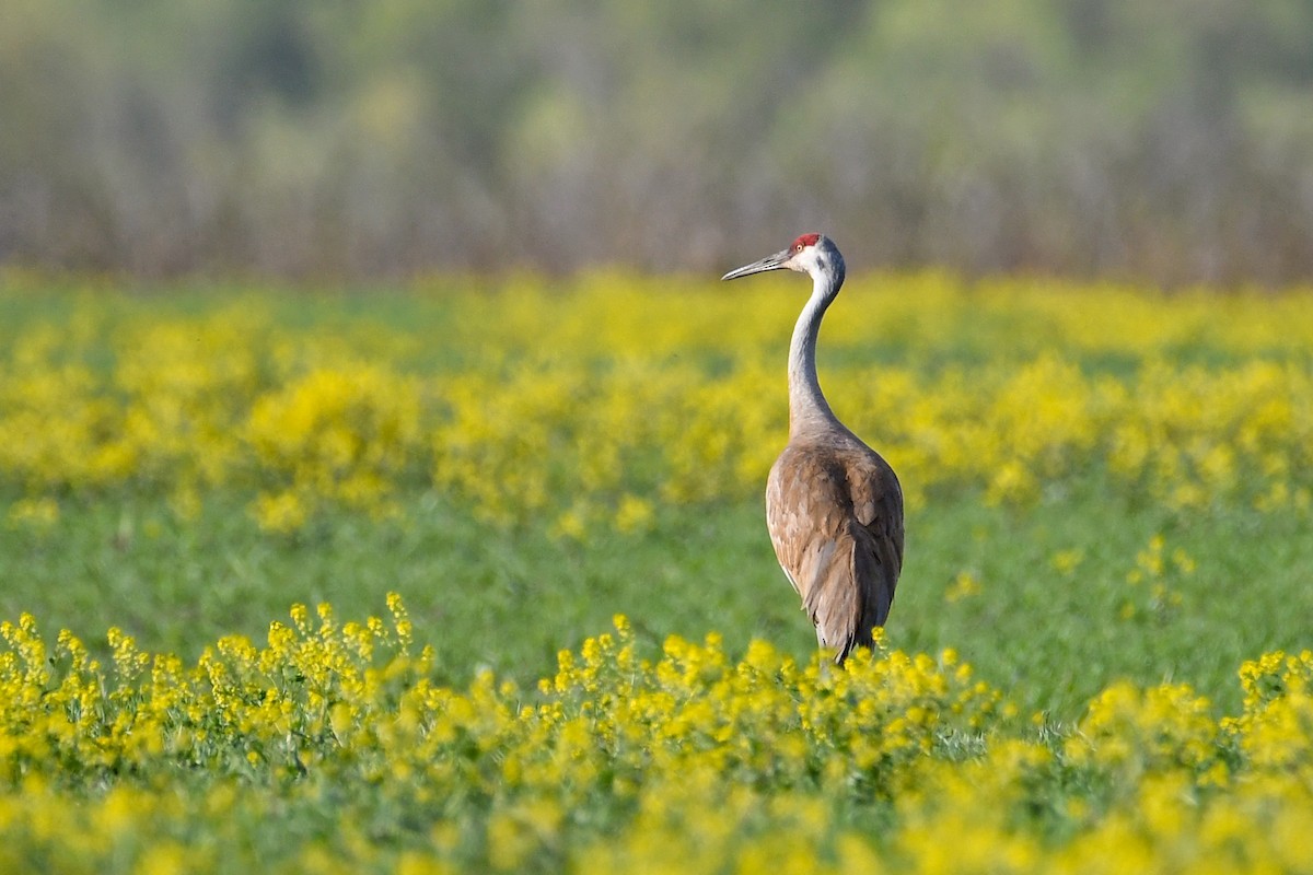 eBird Checklist - 25 Apr 2024 - Cone Marsh WMA - 57 species