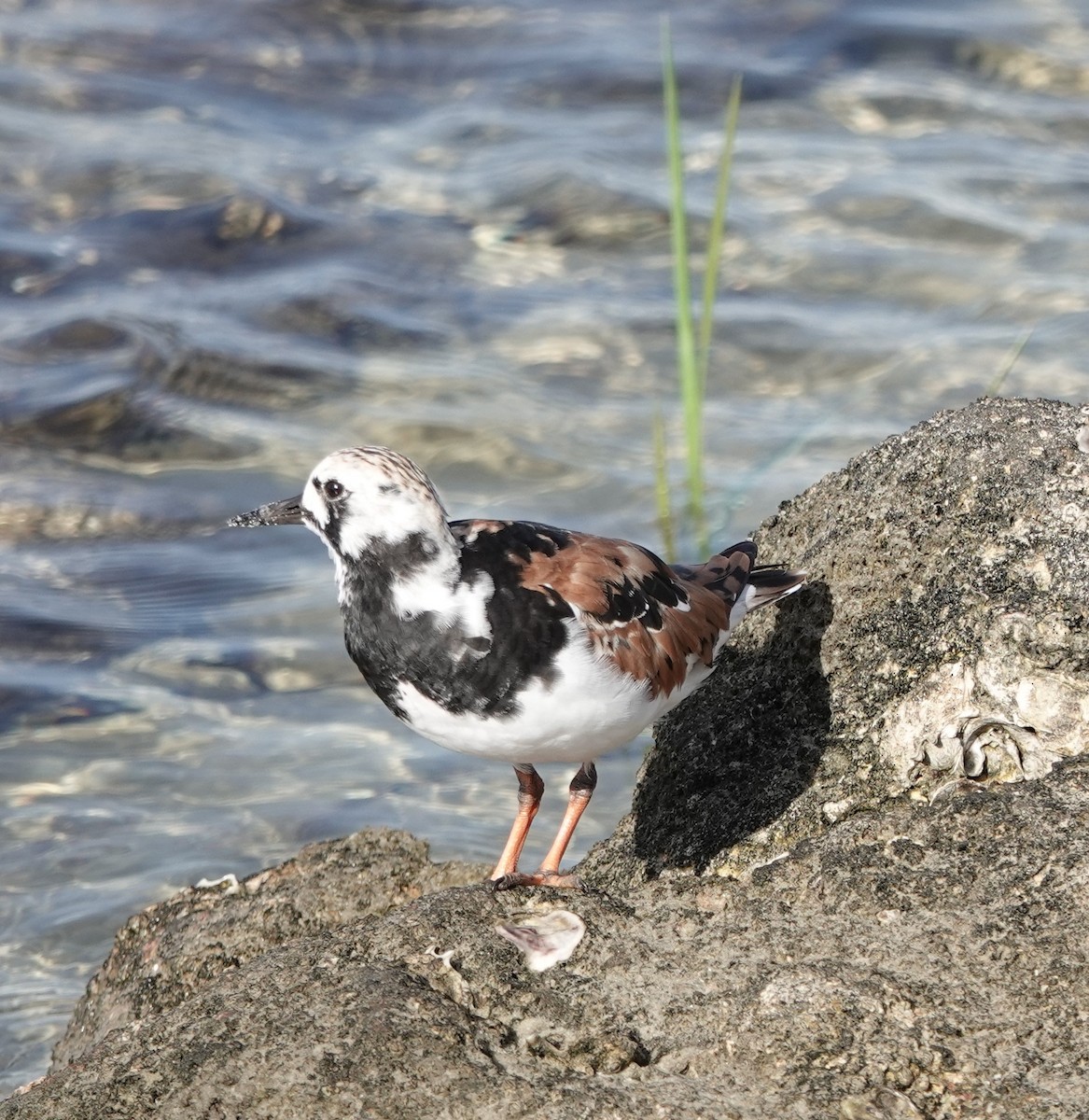 eBird Checklist - 28 Apr 2024 - Alfred McKethan Park (Pine Island) - 13 ...