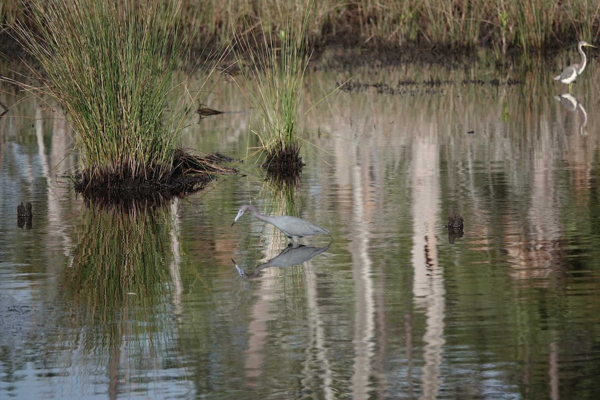 eBird Checklist - 28 Apr 2024 - Bayou Drive - 8 species