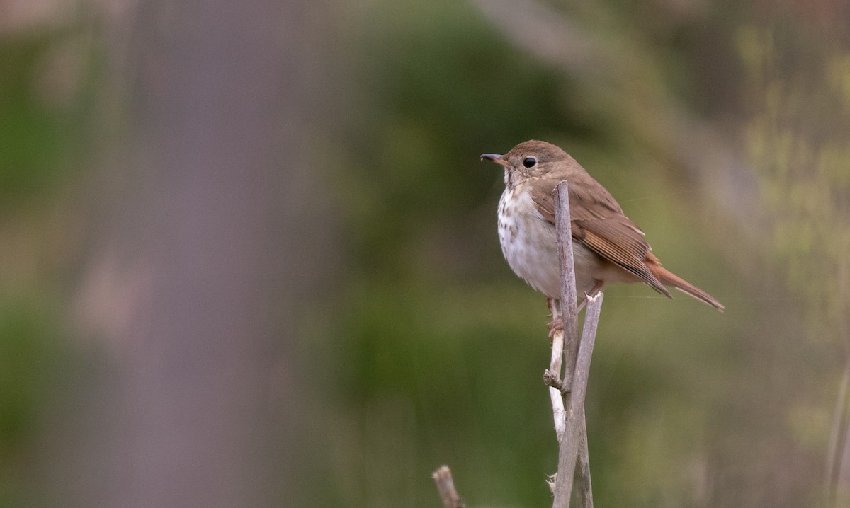 eBird Checklist - 28 Apr 2024 - Hinckley Park, South Portland - 33 species