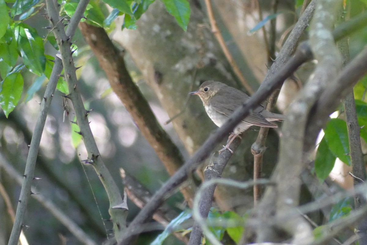 eBird Checklist - 22 Apr 2024 - High Island--Boy Scout Woods (UTC 055 ...