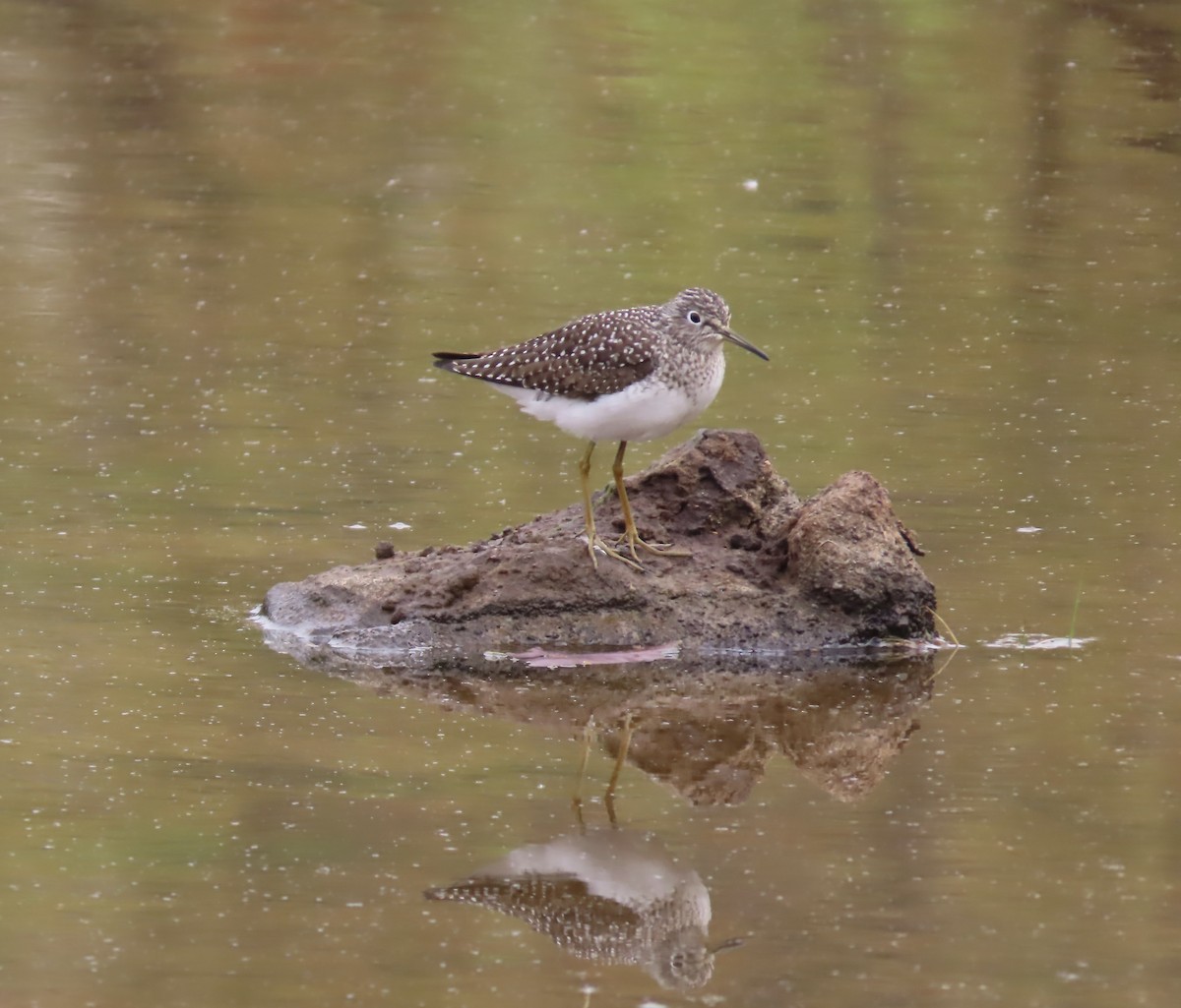 eBird Checklist - 28 Apr 2024 - Garret Mountain Reservation (Park) - 45 ...