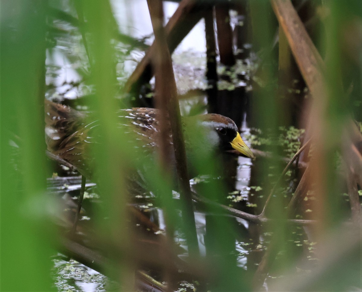 eBird Checklist - 28 Apr 2024 - St. Ellen Mine Park, O'Fallon - 63 species