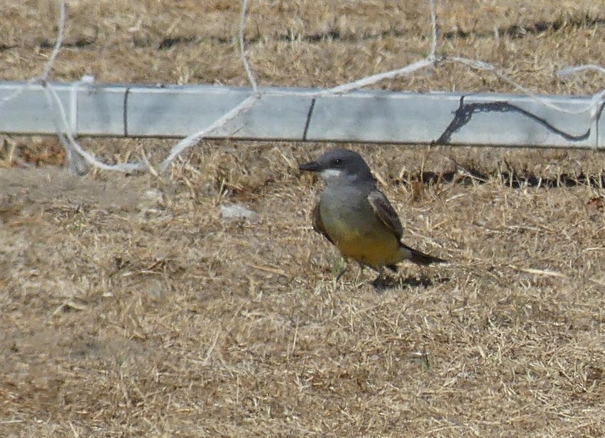eBird Checklist - 28 Apr 2024 - Prescott Preserve (includes former ...