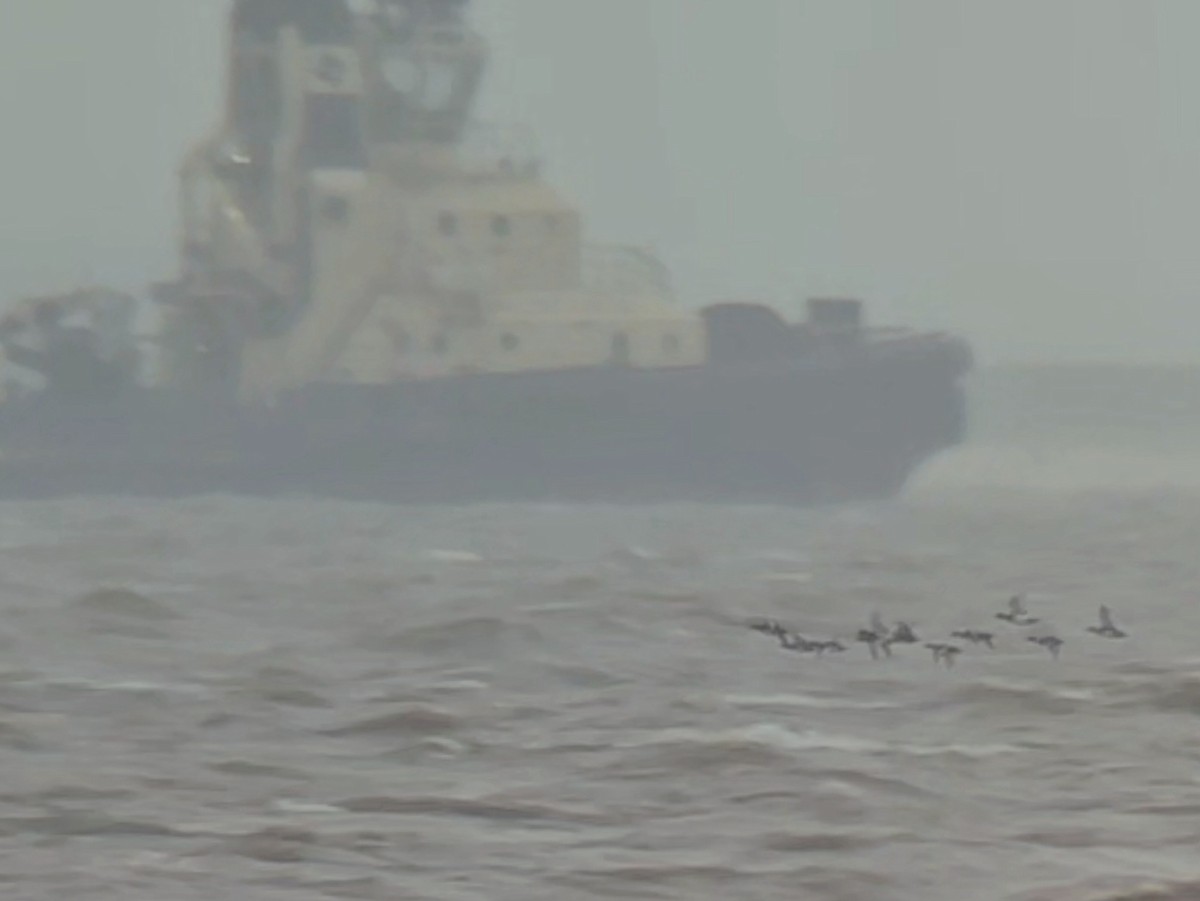 eBird Checklist - 28 Apr 2024 - Pyewipe Saltmarsh - 72 species