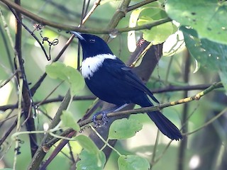 Yap Monarch - Monarcha godeffroyi - Birds of the World
