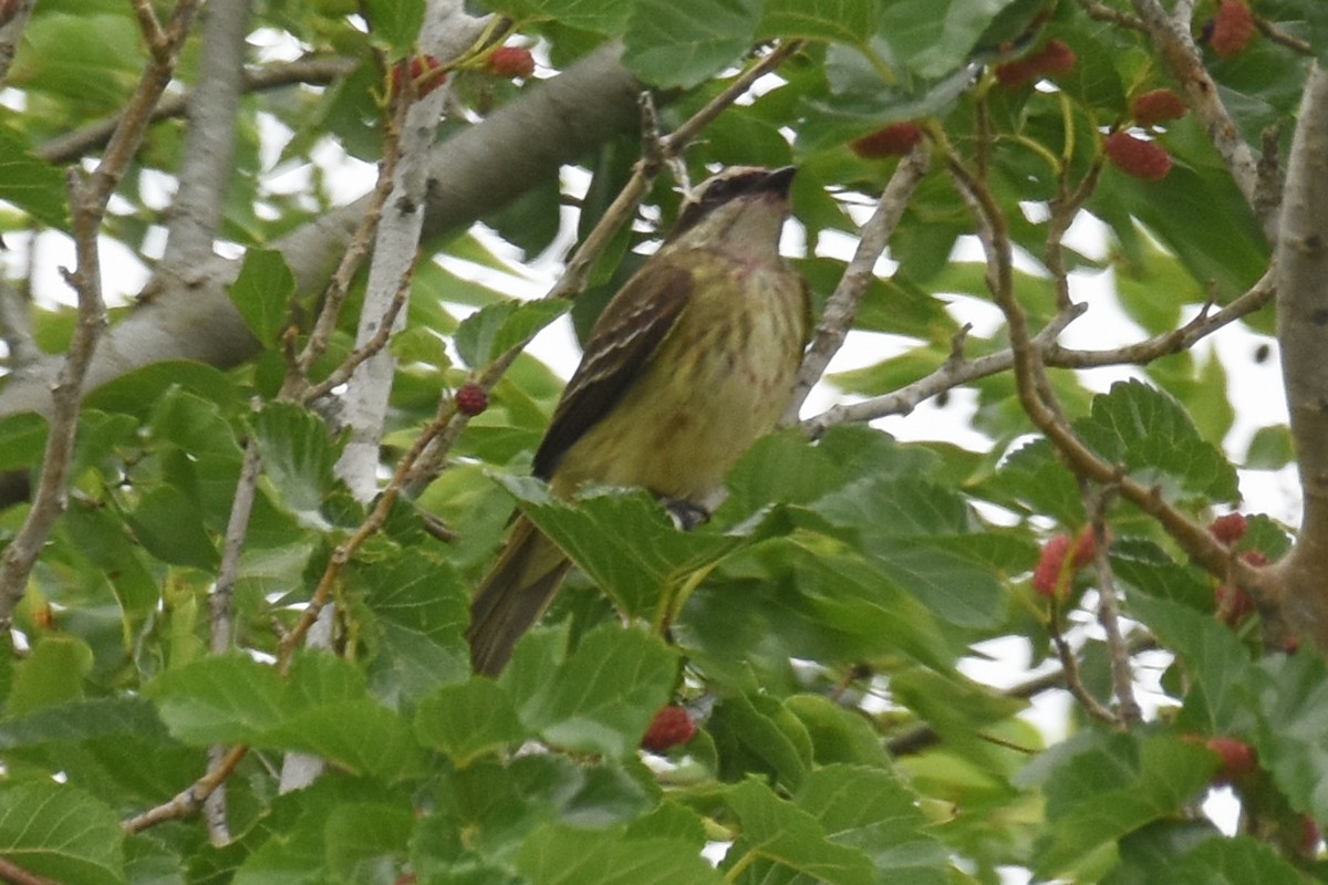 eBird Checklist - 28 Apr 2024 - Sylvan Rodriguez Park - 3 species