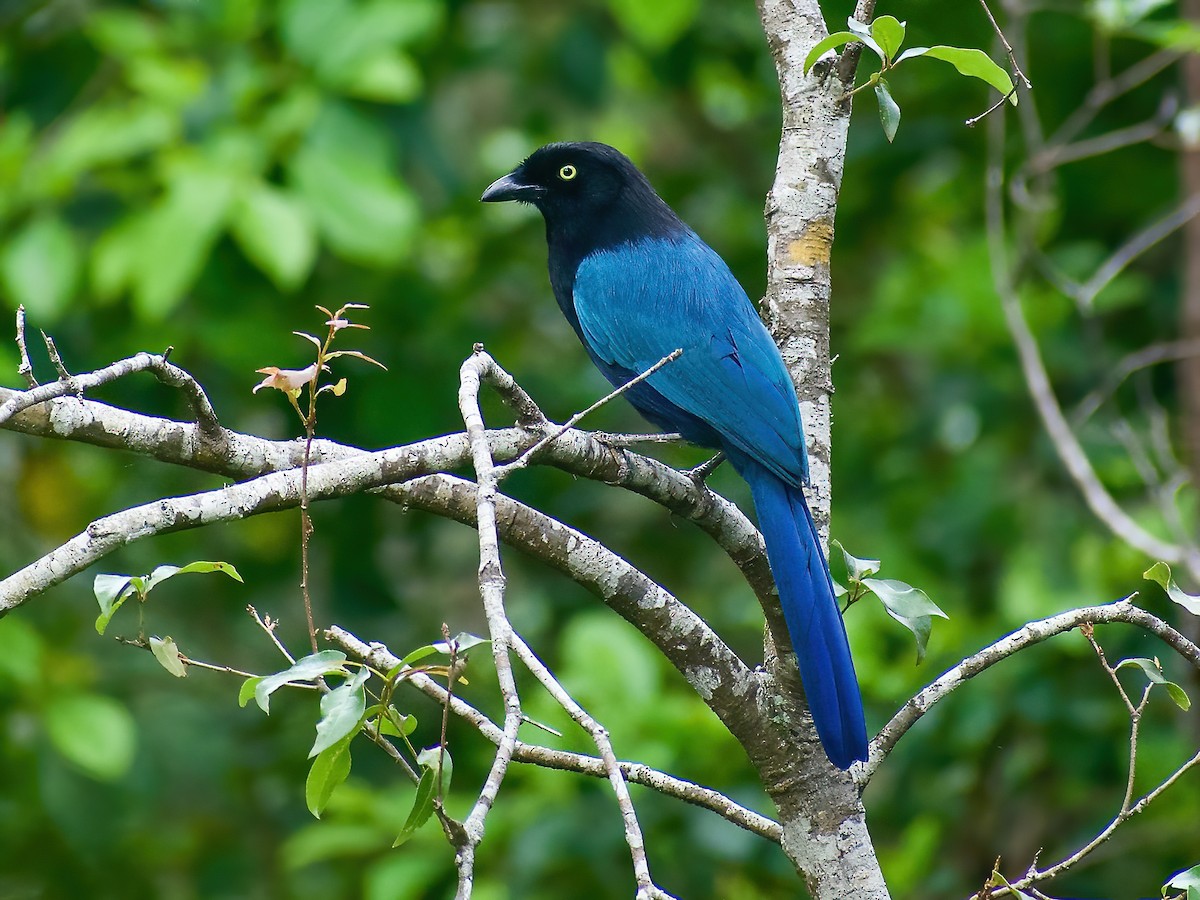 Bushy-crested Jay - Cyanocorax melanocyaneus - Birds of the World