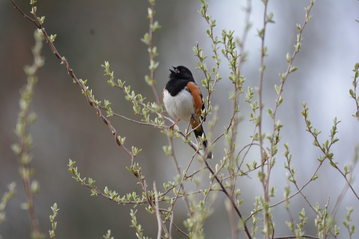 eBird Checklist - 28 Apr 2024 - 19-49 Old State Rd Erving- 42.588x-72.452 - 4 species