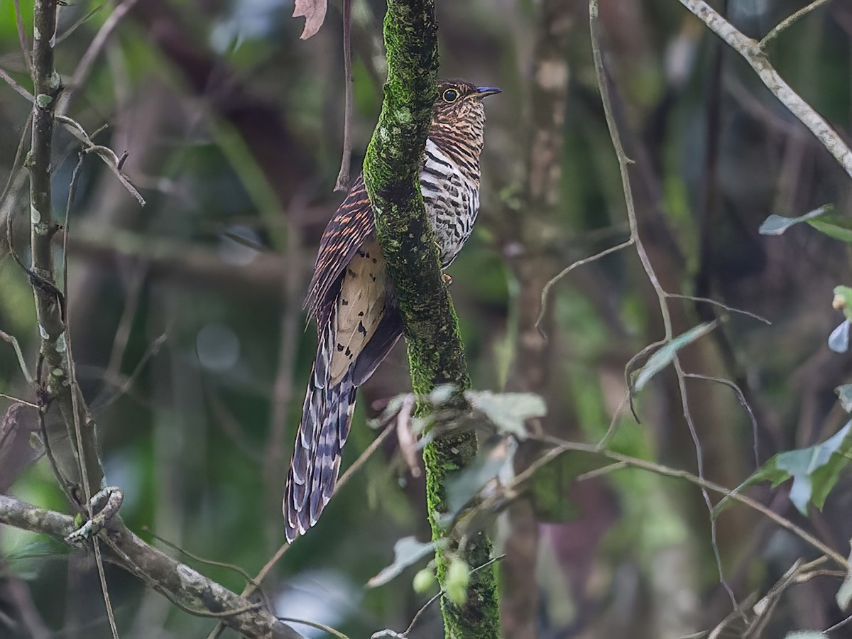 Barred Long-tailed Cuckoo - Cercococcyx montanus - Birds of the World