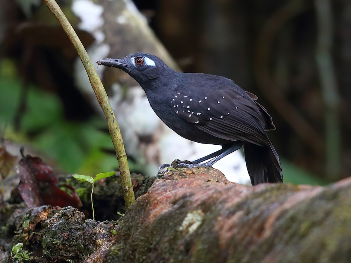 Plumbeous Antbird - Myrmelastes hyperythrus - Birds of the World