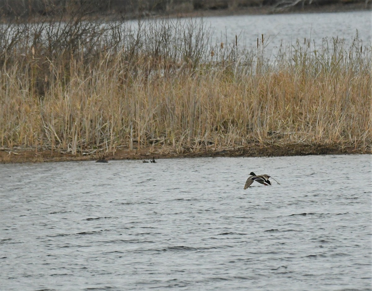 eBird Checklist - 28 Apr 2024 - Lake Chippewa - 6 species
