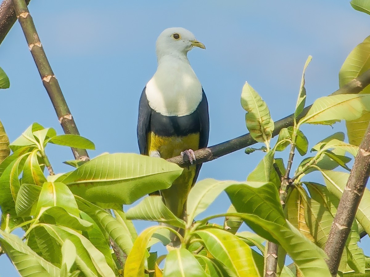 Black-backed Fruit-Dove - Ptilinopus cinctus - Birds of the World