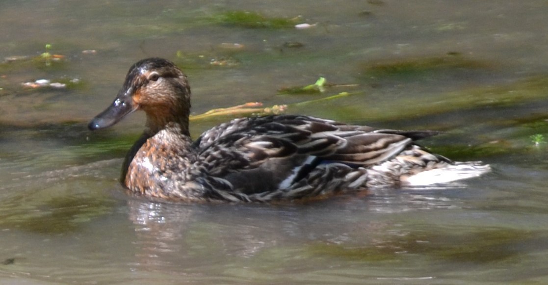 eBird Checklist - 28 Apr 2024 - Greenbelt Lake - Buddy Attick Lake Park ...