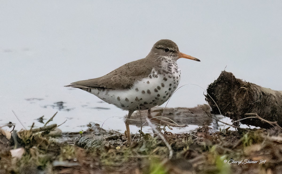 eBird Checklist - 28 Apr 2024 - Lake Hallowell - 21 species