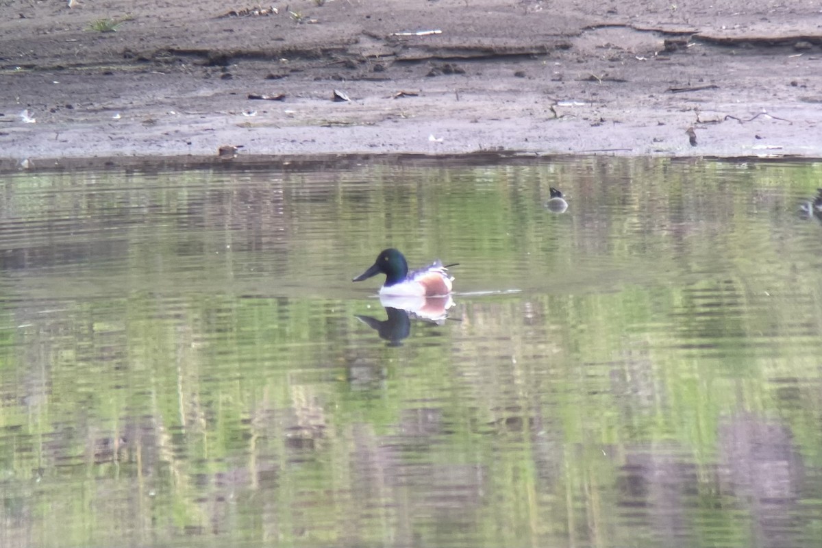 Pennsylvania Bird Atlas Checklist - 28 Apr 2024 - Penn Warner Tract General Area (restricted ...