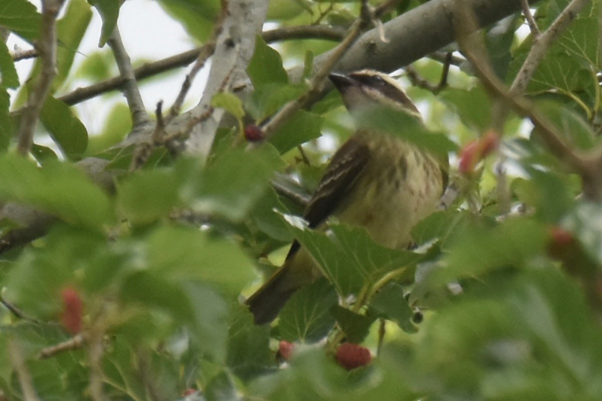 eBird Checklist - 28 Apr 2024 - Sylvan Rodriguez Park - 7 species
