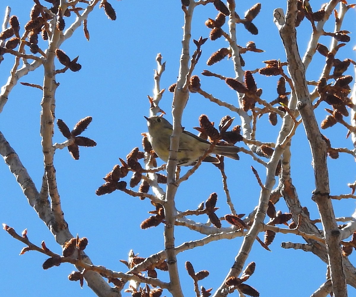 eBird Checklist - 22 Apr 2024 - Bear Canyon - 11 species