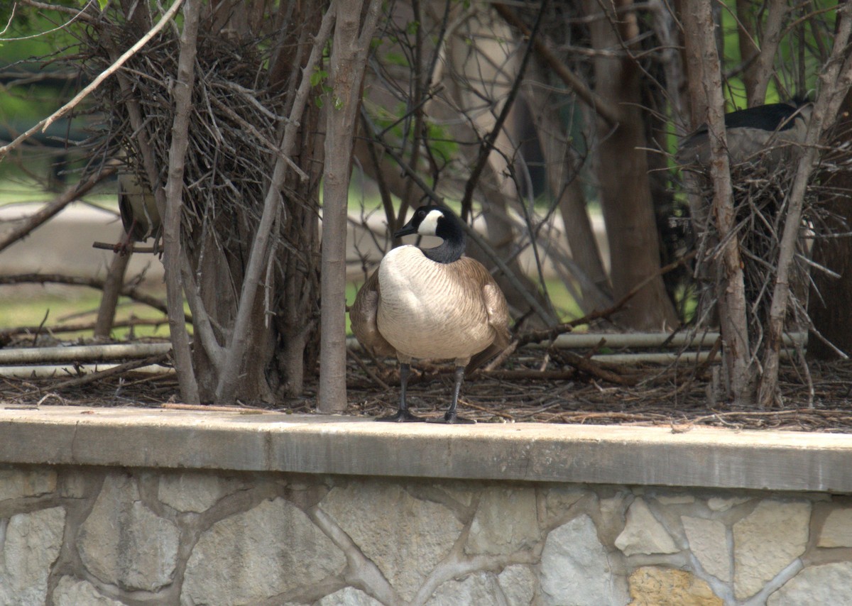 eBird Checklist - 27 Apr 2024 - O'Fallon Park - 18 species