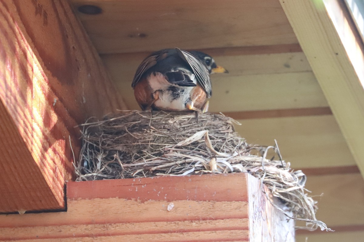 Pennsylvania Bird Atlas Checklist - 28 Apr 2024 - 399 Upper Georges Valley Rd, Spring Mills US ...