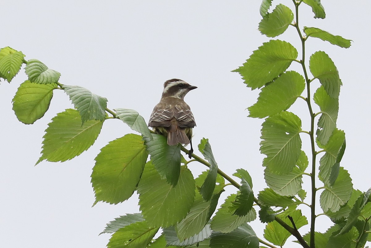 eBird Checklist - 28 Apr 2024 - Sylvan Rodriguez Park - 10 species