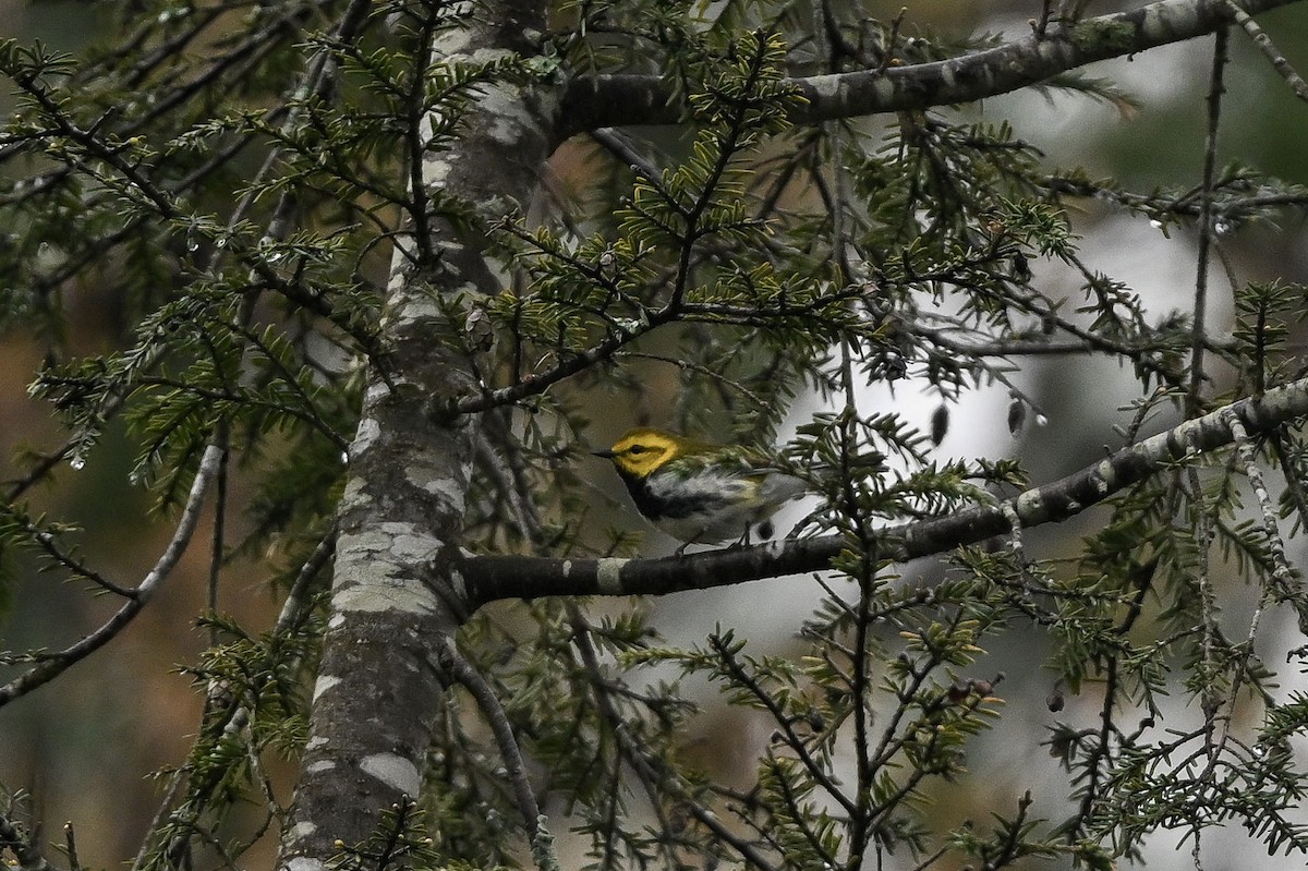 Pennsylvania Bird Atlas Checklist - 28 Apr 2024 - W. Lenox Church Rd. Pond (roadside access only ...