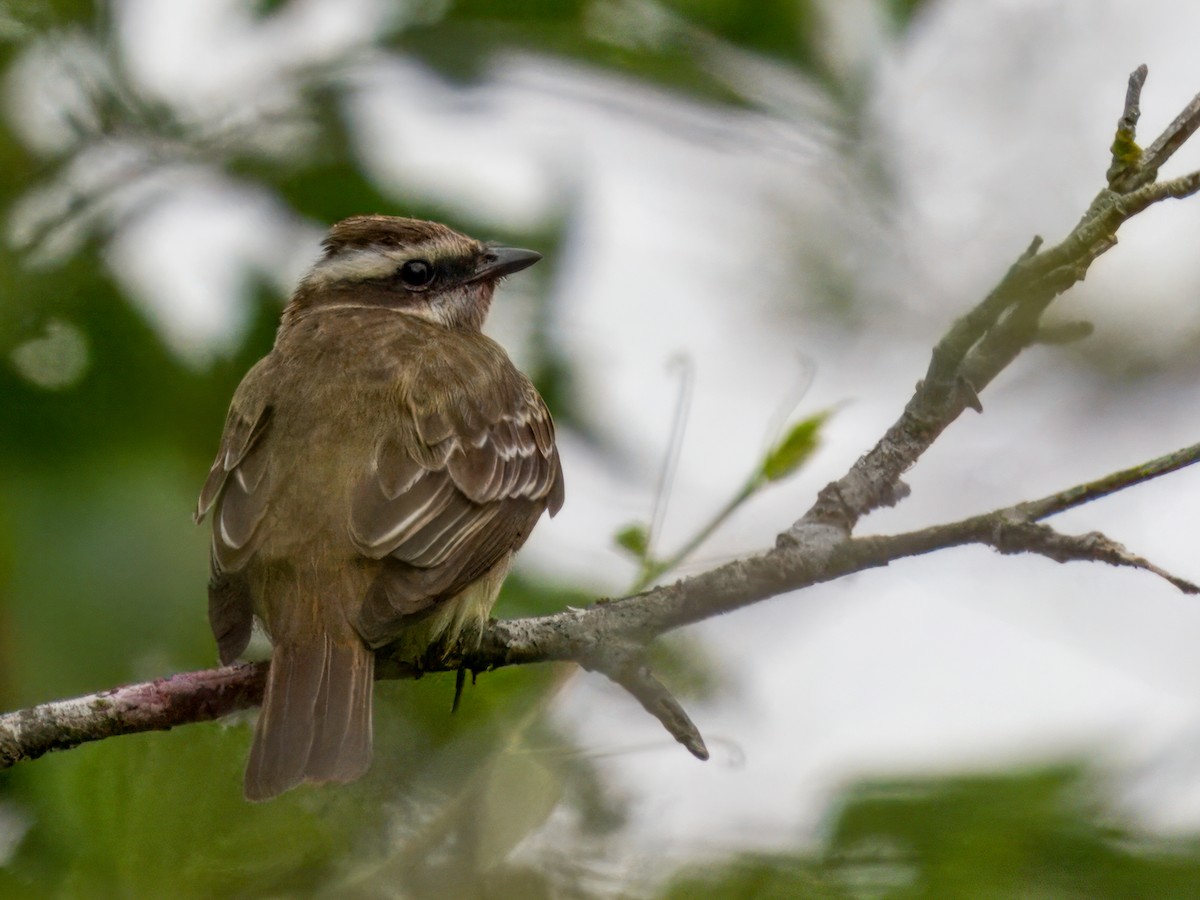 eBird Checklist - 28 Apr 2024 - Sylvan Rodriguez Park - 12 species