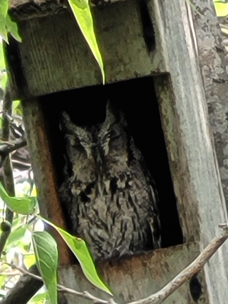 eBird Checklist - 28 Apr 2024 - Larry Jordan and Judith Reader Pond ...