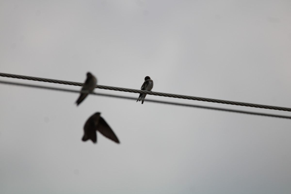 eBird Checklist - 28 Apr 2024 - Andrick Ponds SWA - 24 species