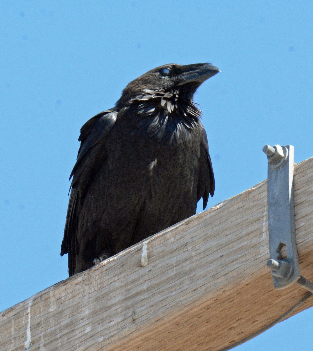 eBird Checklist - 28 Apr 2024 - Pilot Rest Stop, Van Horn Drive, Van ...